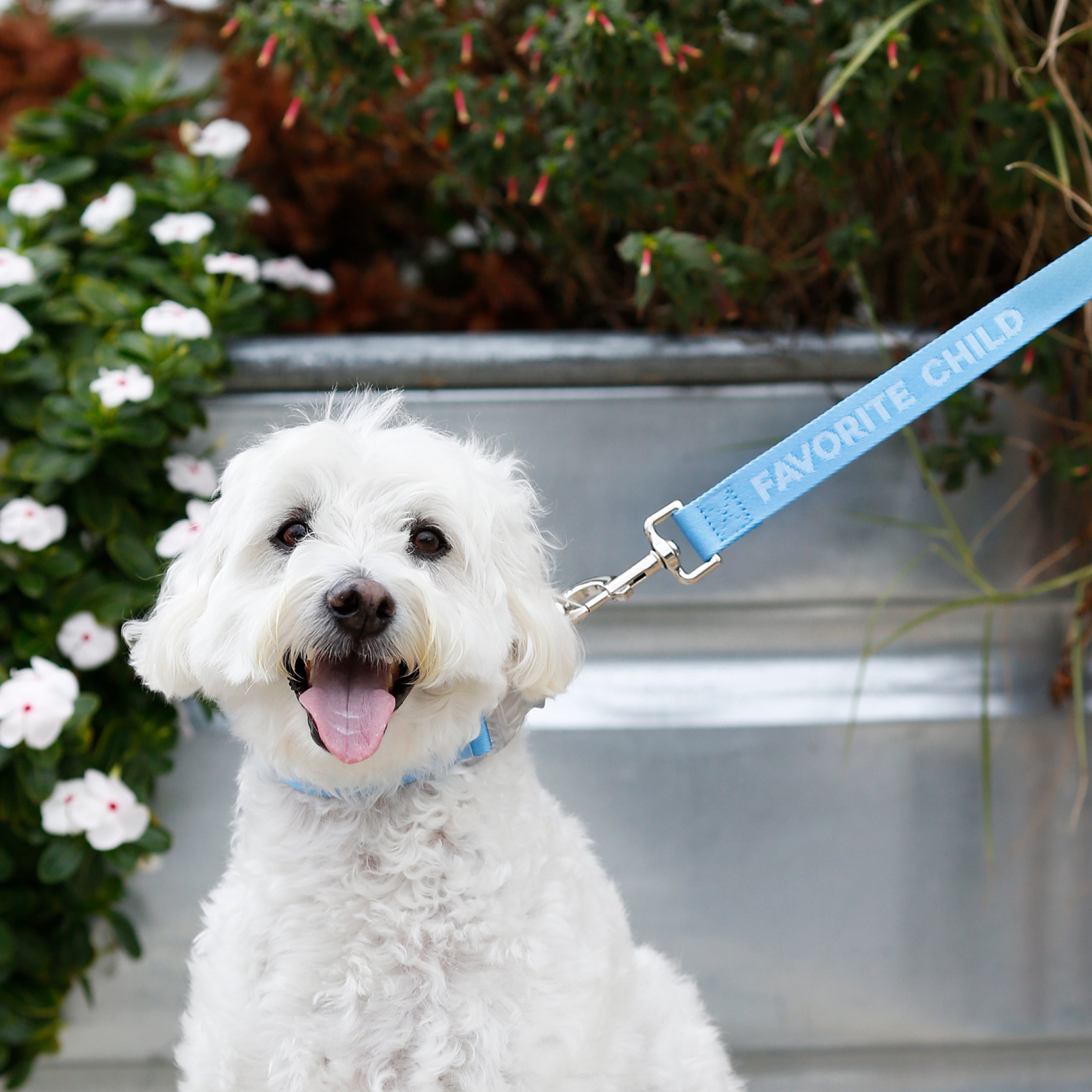 Pet Leashes – Pretty Alright Goods