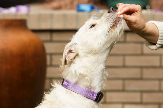 All Dog – Pretty Alright Goods