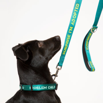 All Dog – Pretty Alright Goods