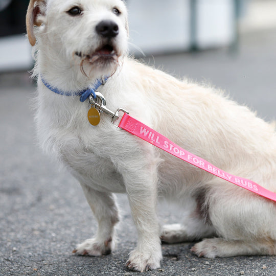 All Dog – Pretty Alright Goods