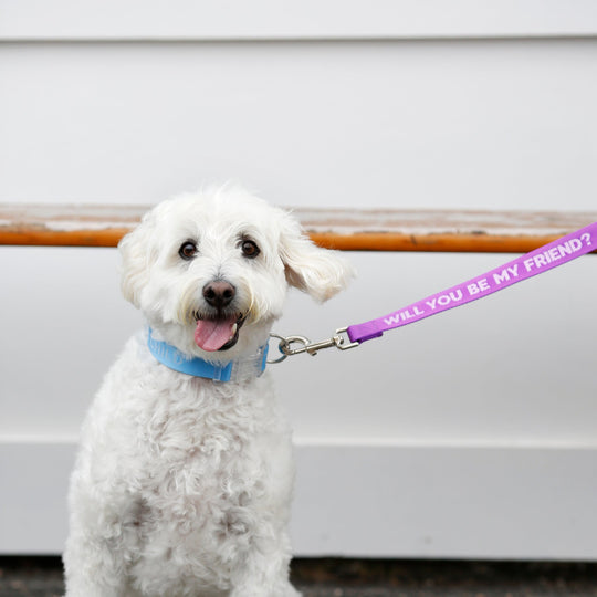 All Dog – Pretty Alright Goods