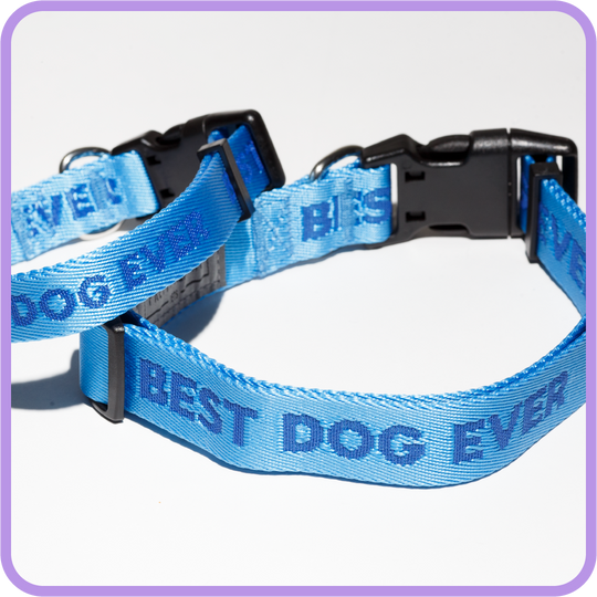 All Dog – Pretty Alright Goods